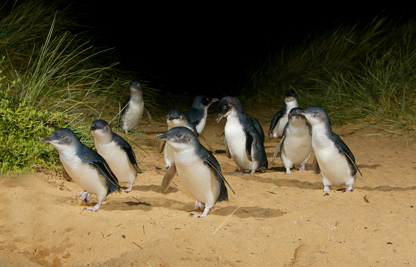 1 Day Phillip Island Penguin Parade | Penguin Plus Viewing test01 ...