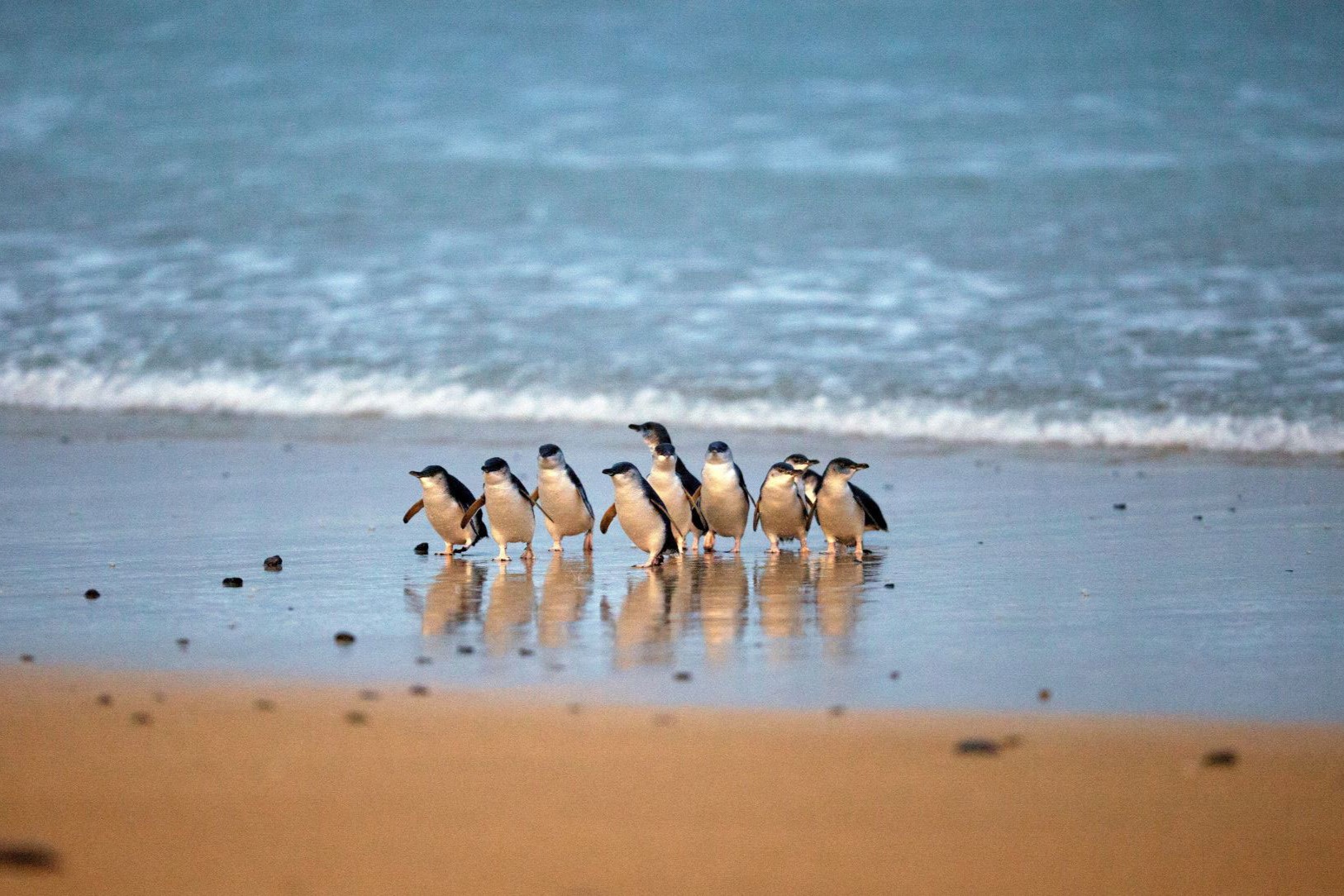 1 Day Phillip Island Penguin Parade | Penguin Plus Viewing test01 ...